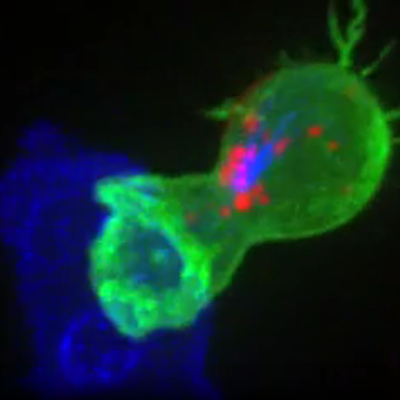 Publications – Laboratory for Synthetic Immunity